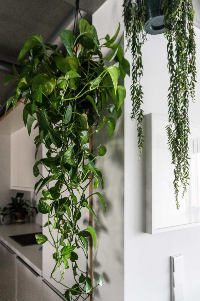 Golden Pothos - soonafternoon
